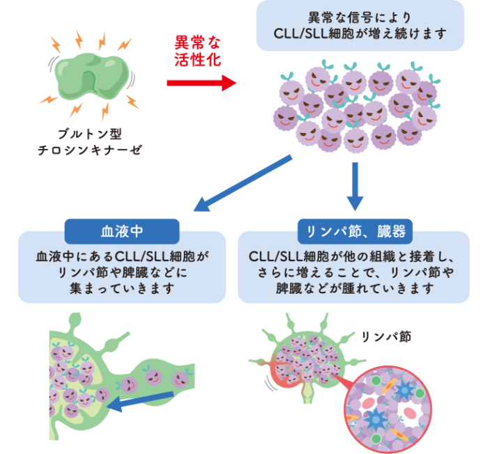 イムブルビカ®の作⽤｜イムブルビカ.jp